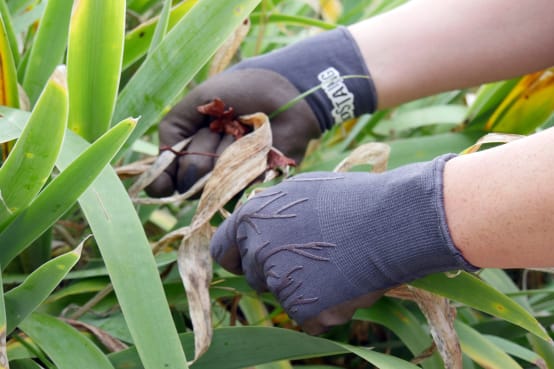 Guante de trabajo de precisión ROOTS - ROSTAING - Jardiland