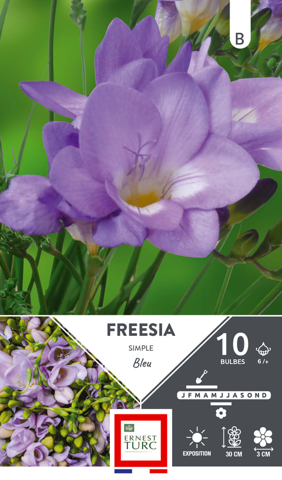 Freesia Simple Planta Bulbosa Azul 6-+ x10 – ET PRI N - Jardiland