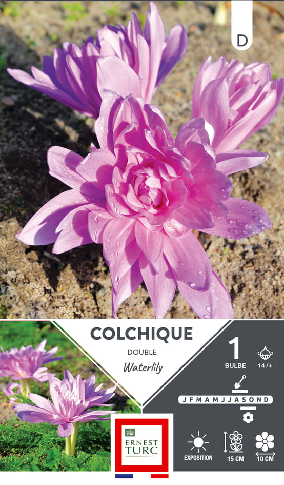 Bulbe colchique double Waterlily - ERNEST TURC - Jardiland
