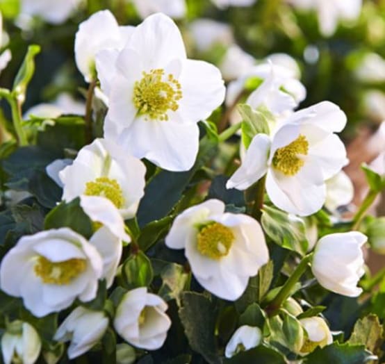 Hellébore Gold collection Jacob - Pot de Ø 15 cm - Jardiland