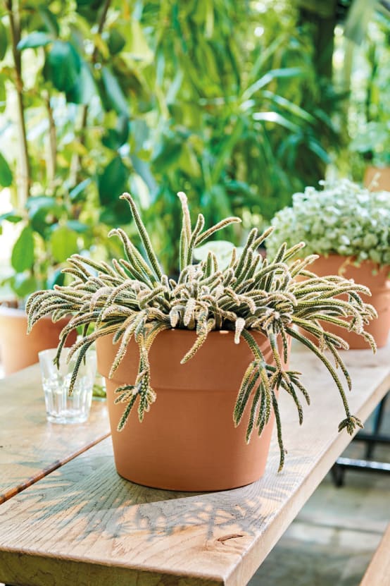 Pot Vaso Perfetto Cotto DEROMA - Jardiland