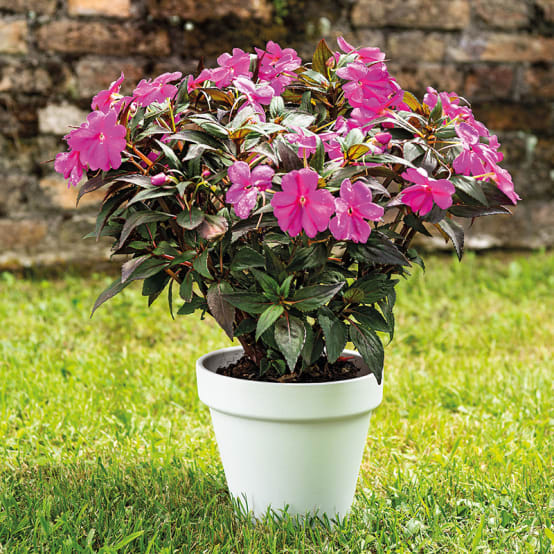 Pot céramique DEROMA - Jardiland