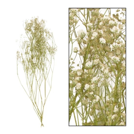 GIPSOFILA - Jardiland