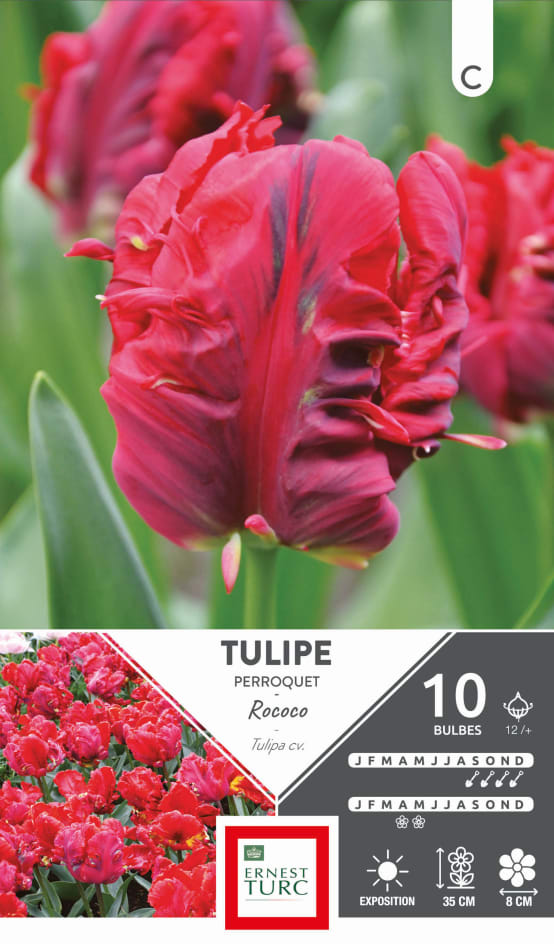 Ernest Turc - Bulbos de Tulipán loro Rococo x10 calibre 12+ - Jardiland