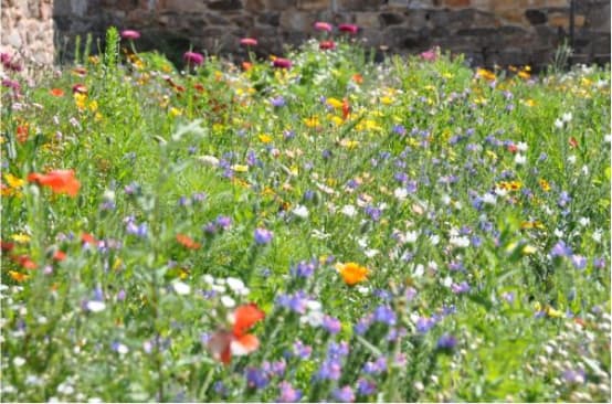 Vilmorin - Mezcla de semillas de flores - Aleja los pulgones 7m2 ...