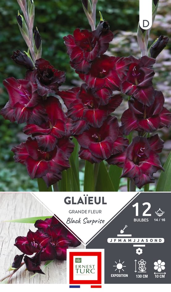 Gladiolo gran flor black surprise 14-16 x12 - ET PRI N - Jardiland