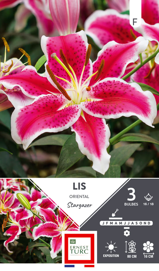 Lirio oriental stargazer 16-18 x3 - ET PRI N - Jardiland