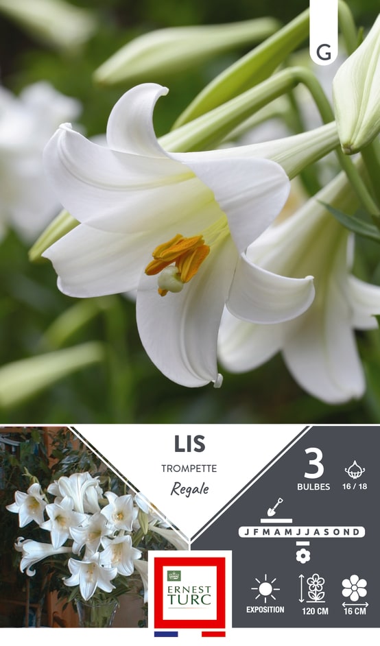 Lirio trompeta regale 16-18 x3 – ET PRI N - Jardiland