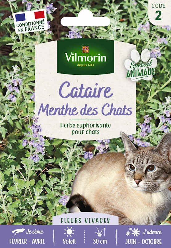 Cataire menthe à chats grand modèle série 2 sachet graines 8 g ...