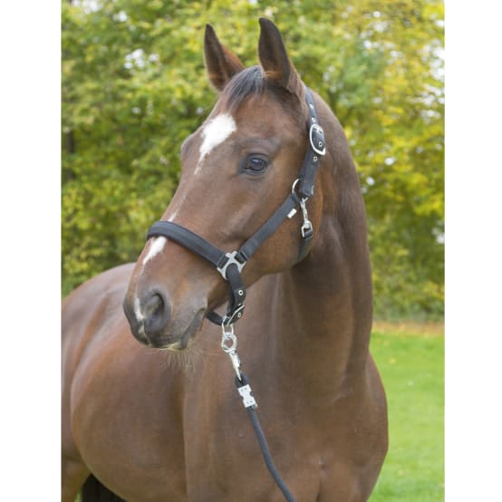 Cabestro Dexter con forro polar, negro, Full - Jardiland