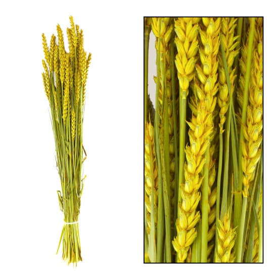 TRITICALE 66CM - Jardiland