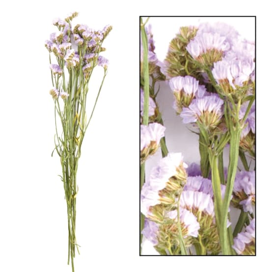 STATICE SINUATA - Jardiland