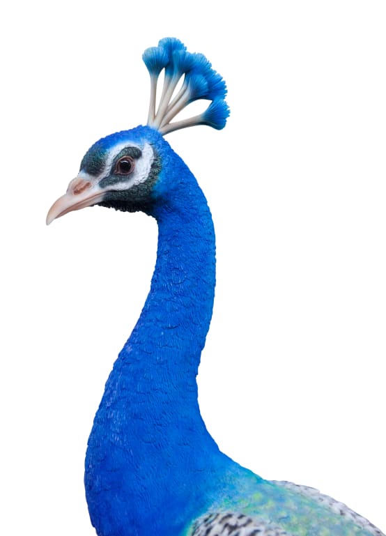 Sculpture paon L.85 x l.54 x H.134 cm - Garden Id - Jardiland