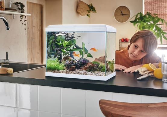 Aquarium pour poisson Fresh 40 Led blanc 20 L - Pure Family - Jardiland