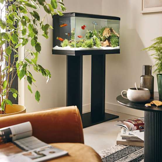 Aquarium pour poisson Tropical Pur 60 noir 48 L - Pure Family - Jardiland