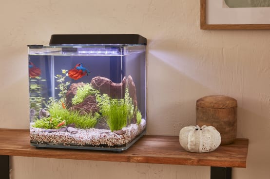 Nano Aquarium Harmonie 20L - Pure Family - Jardiland