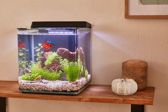 Nano Aquarium Harmonie 20L - Pure Family - Jardiland