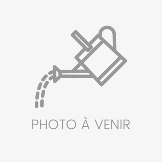 Phlox subulata 'Scarlet Flame' - GODET 7CM - Jardiland