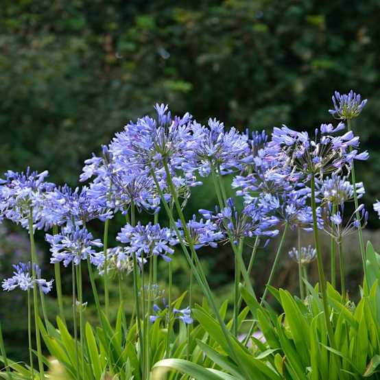 Agapanthus 'Brilliant Blue' - Agapanthe - Pot 2L - Jardiland