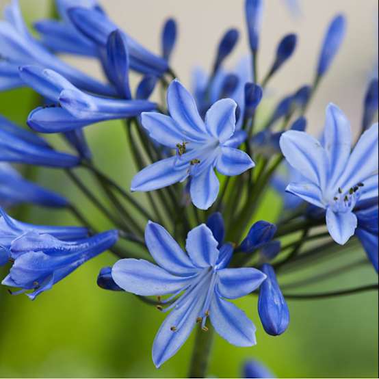 Agapanthus 'Blue Triumphator' - Agapanthe - Pot 2L - Jardiland