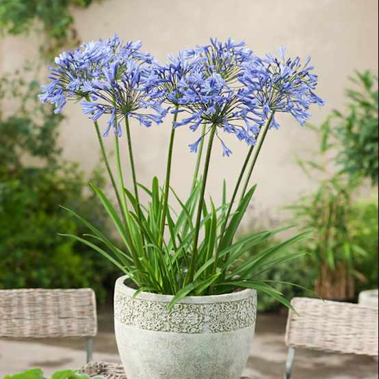 Agapanthus 'Blue Triumphator' - Agapanthe - Pot 2L - Jardiland