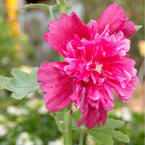 Alcea rosea 'Spring Celebrities Pink' - ECLOZ - Rose trémière - Pot 2L ...