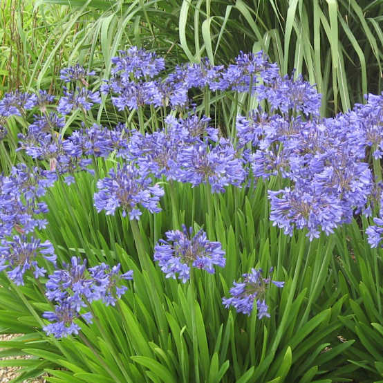 Agapanthus 'Pitchoune Blue' - Agapanthe - Pot 2L - Jardiland