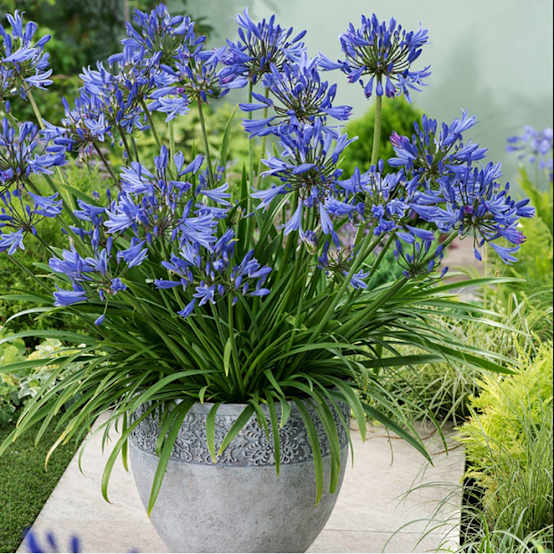 Agapanthus 'Pitchoune Blue' - Agapanthe - Pot 2L - Jardiland