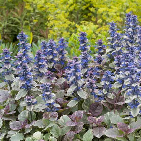 Ajuga reptans 'Burgundy Glow' - Buggle - Pot 2L - Jardiland