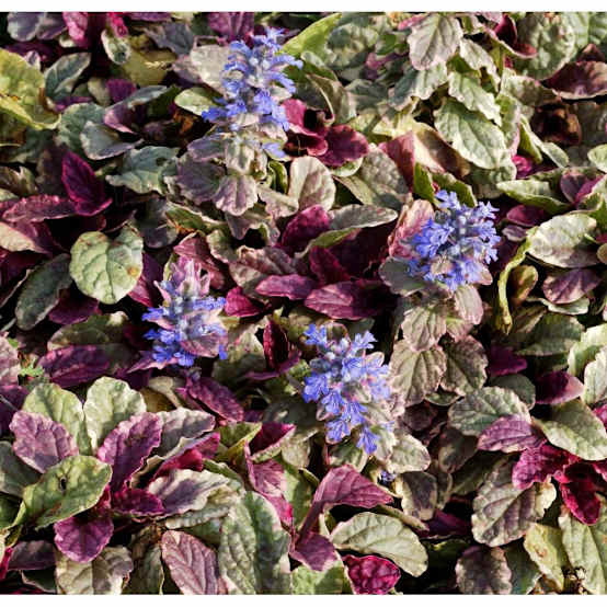Ajuga reptans 'Burgundy Glow' - Buggle - Pot 2L - Jardiland