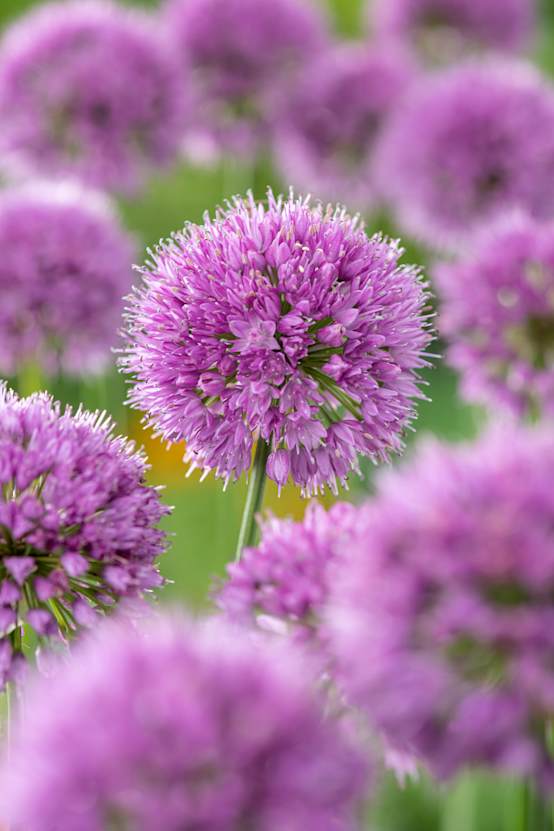 Allium 'Millennium' - Ail d'ornement - POT 4L - Jardiland