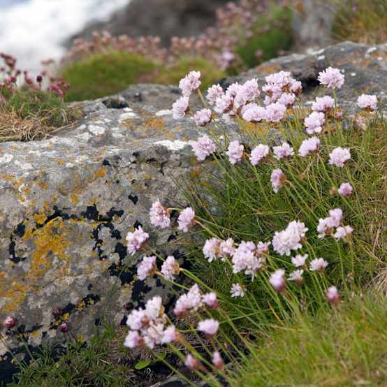 Armeria maritima 'Alba' - Gazon d'Espagne - Pot 2L - Jardiland