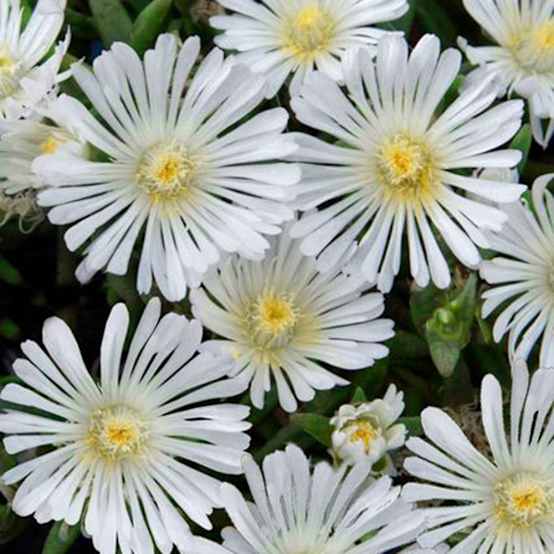 Delosperma nubigenum Wheels of Wonder 'White Wonder' - Pourpier de ...