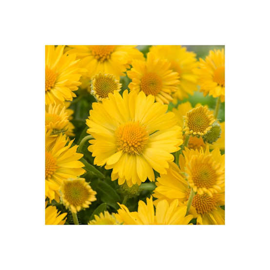Gaillardia grandiflora 'Mesa Yellow' - ECLOZ - Gaillarde - Pot 2L ...