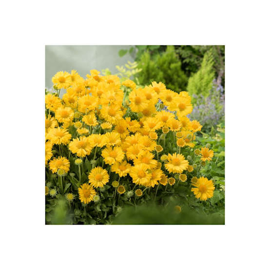 Gaillardia grandiflora 'Mesa Yellow' - ECLOZ - Gaillarde - Pot 2L ...