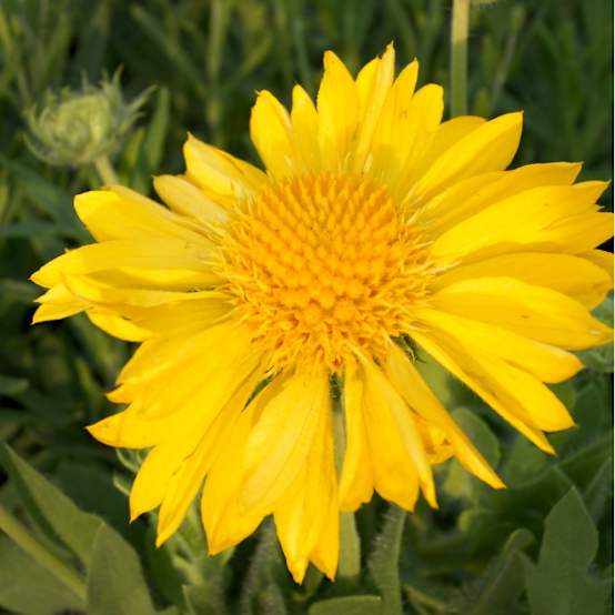 Gaillardia grandiflora 'Mesa Yellow' - ECLOZ - Gaillarde - Pot 2L ...