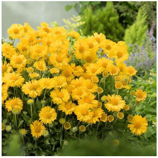 Gaillardia grandiflora 'Mesa Yellow' - ECLOZ - Gaillarde - Pot 2L ...