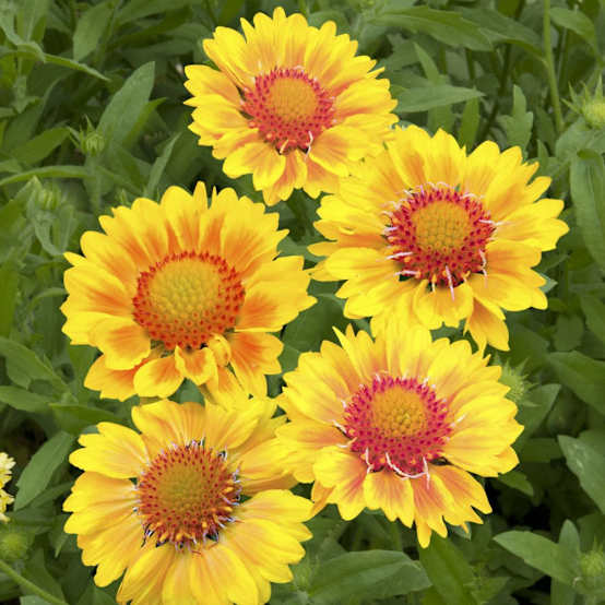 Gaillardia grandiflora 'Mesa Peach' - ECLOZ - Gaillarde - Pot 2L ...