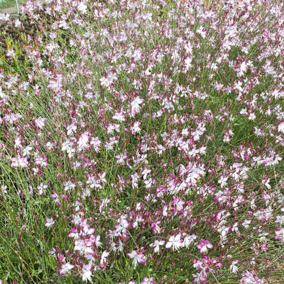 Gaura lindheimeri 'Rosy Jane' - Pot 2L - Jardiland