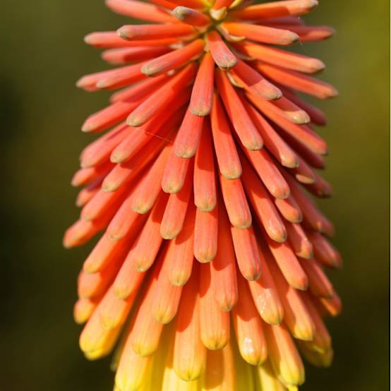 Kniphofia uvaria 'Grandiflora' Théma: les insolites - ECLOZ - Tison de ...
