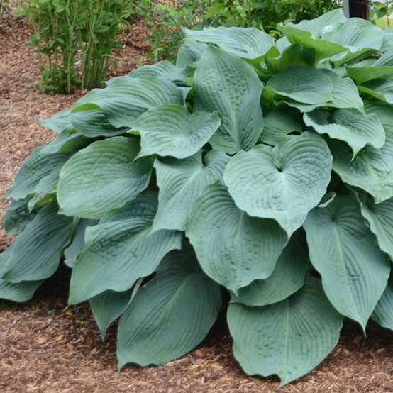 Hosta 'Blue Angel' - Pot 2L - Jardiland