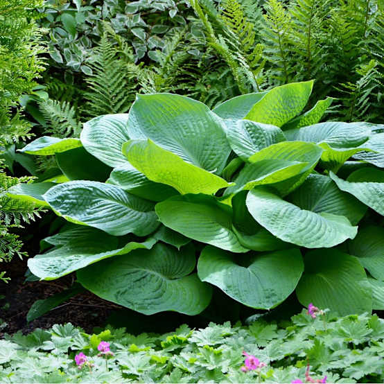 Hosta 'Blue Angel' - Pot 2L - Jardiland