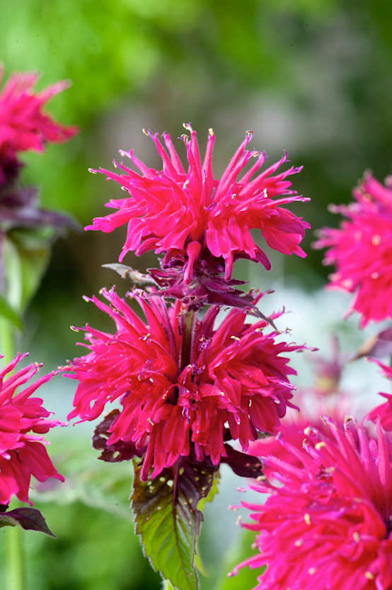 Monarda 'Fireball' - Bergamote - Pot 2L - Jardiland