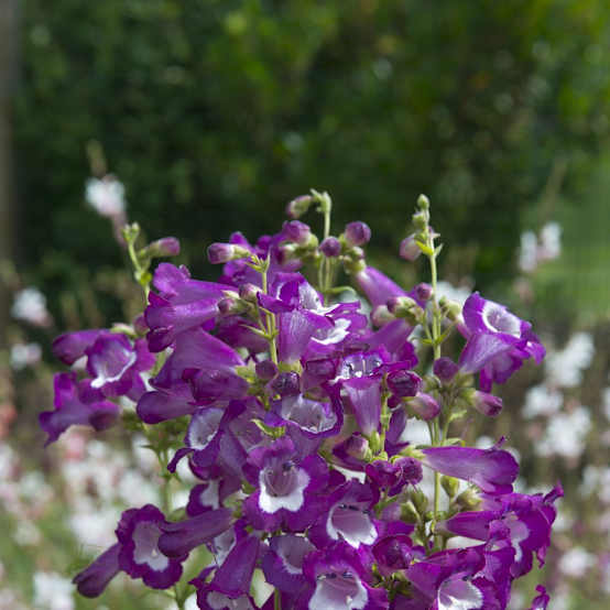 Penstemon 'Gloire des Quatre Rues' - ECLOZ - Galane fausse-digitale ...