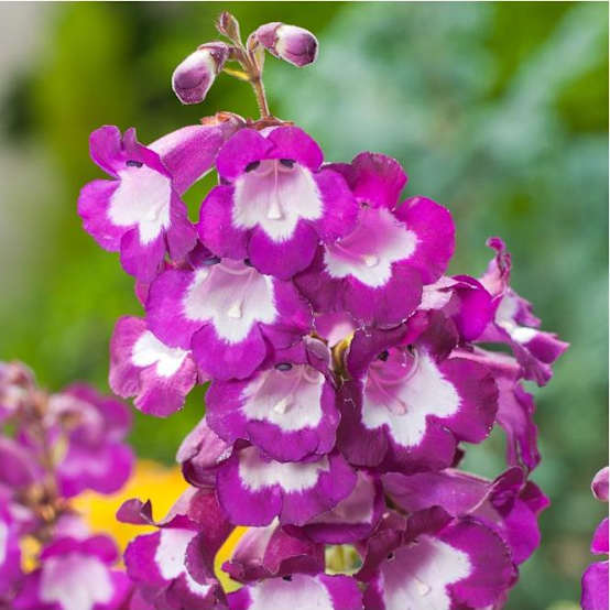 Penstemon 'Gloire des Quatre Rues' - ECLOZ - Galane fausse-digitale ...