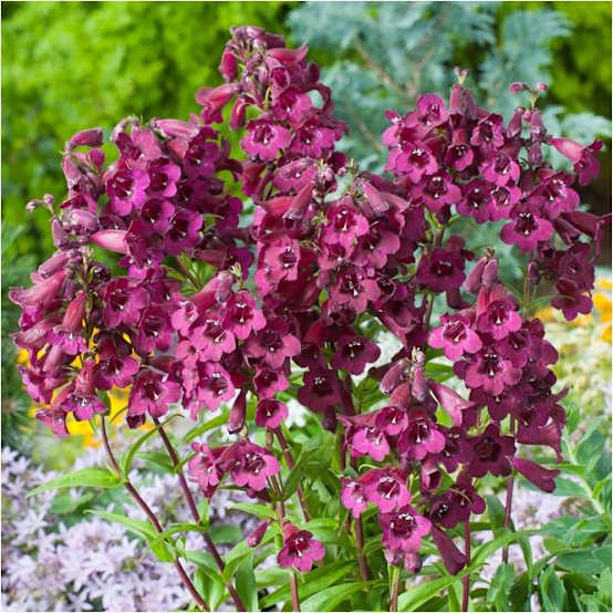 Penstemon 'Black Bird' - Galane fausse-digitale - Pot 2L - Jardiland