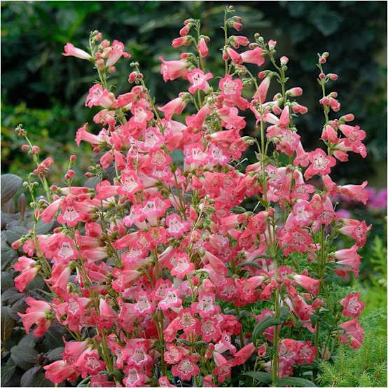 Penstemon 'Souvenir d'Adrien Regnier' - ECLOZ - Galane fausse-digitale ...