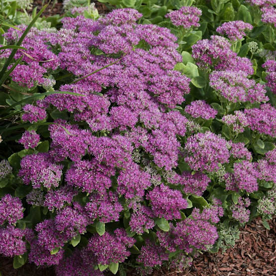 Sedum spectabile 'Carl' - Pot 2L - Jardiland