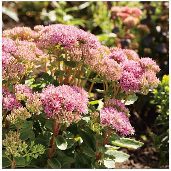 Sedum spectabile 'Carl' - Pot 2L - Jardiland