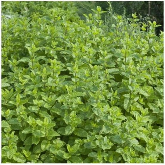 Menthe verte - POT 10X10CM - Jardiland